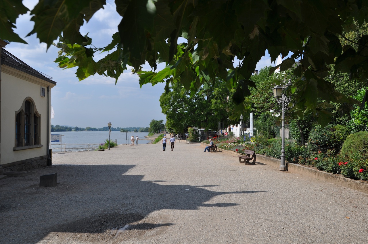 Rheingau-Rundwanderung von Eltville über Kiedrich zur Bubenhäuser Höhe ...