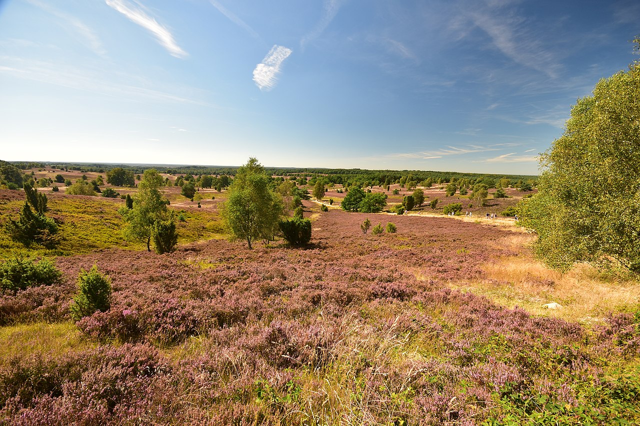Wilseder Berg ab Niederhaverbeck | GPS Wanderatlas