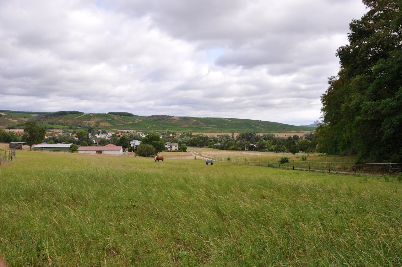 Vitaltour Wald, Wein und Horizonte (Langenlonsheim) | GPS Wanderatlas