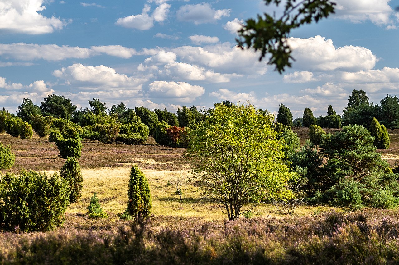 Wilseder Berg ab Undeloh (Lüneburger Heide) | GPS Wanderatlas