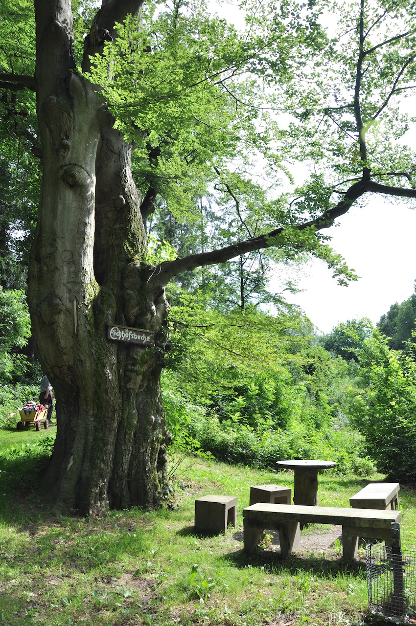 Selters im Westerwald: Das sind die fünf besten Wanderwege | GPS ...