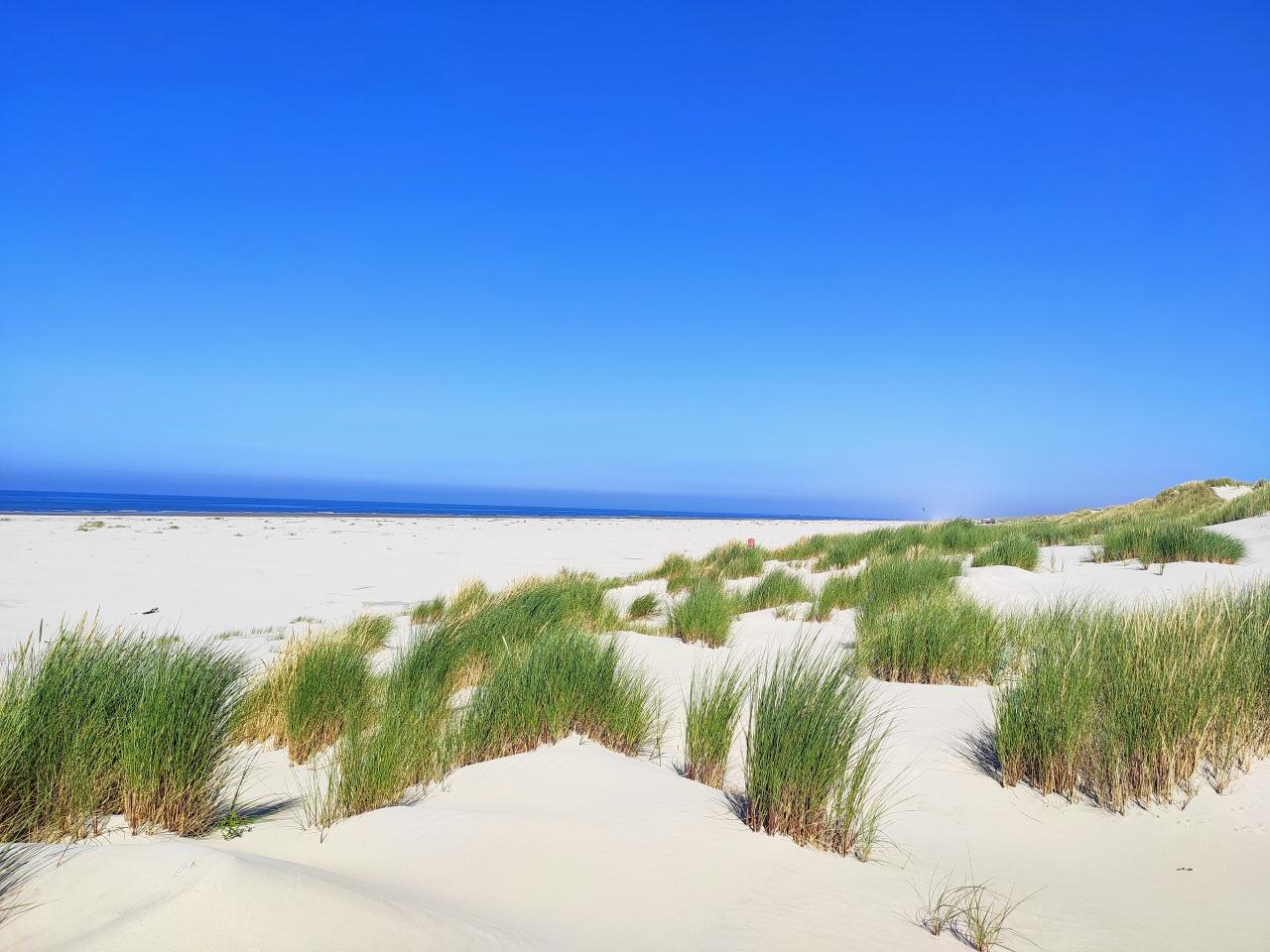 Ameland-Rundwanderung von Nes zum Strand | GPS Wanderatlas