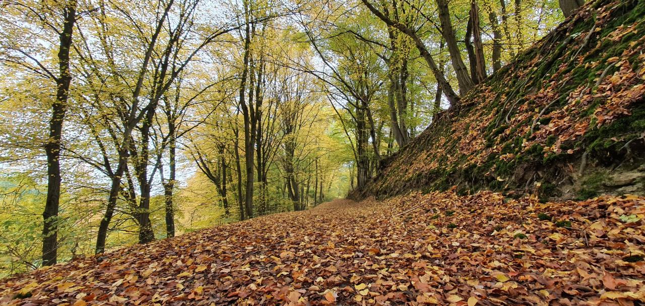 Rundweg um Windhagen - in etwa W 2 | GPS Wanderatlas