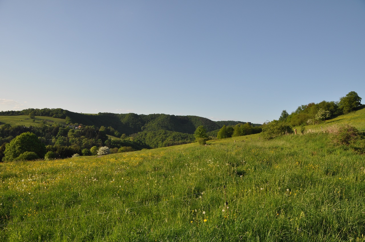 Butterpfad Rengsdorf (Rhein-Westerwald) | GPS Wanderatlas