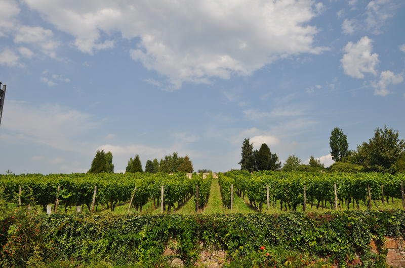 Erbach (Rheingau) | GPS Wanderatlas