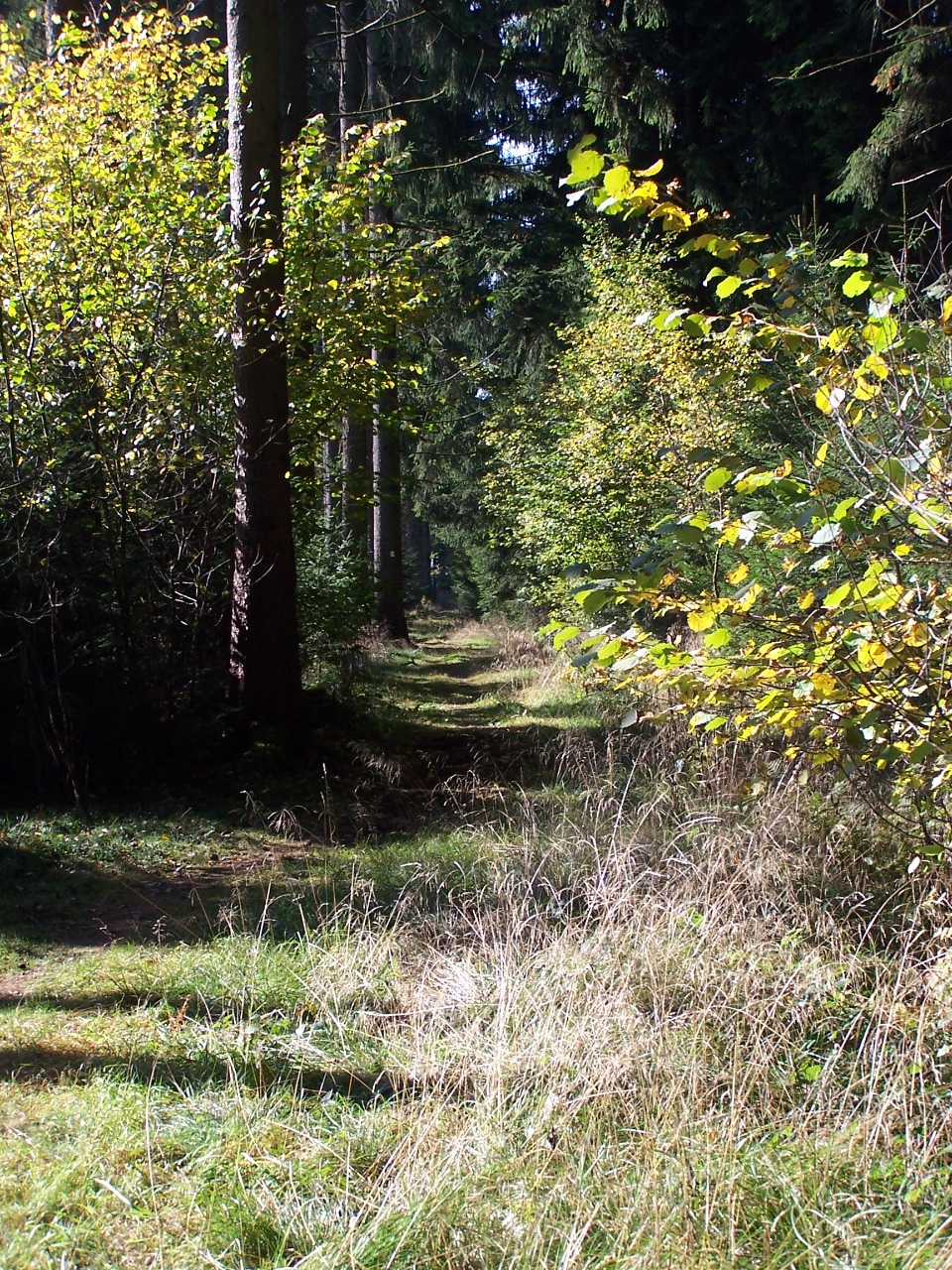 Keltenpfad Maßweiler (mit Keltendusche und Kneispermühle) | GPS Wanderatlas