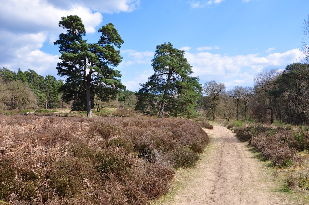 Wandern in der Wahner Heide: die fünf besten Touren zum Nachwandern ...