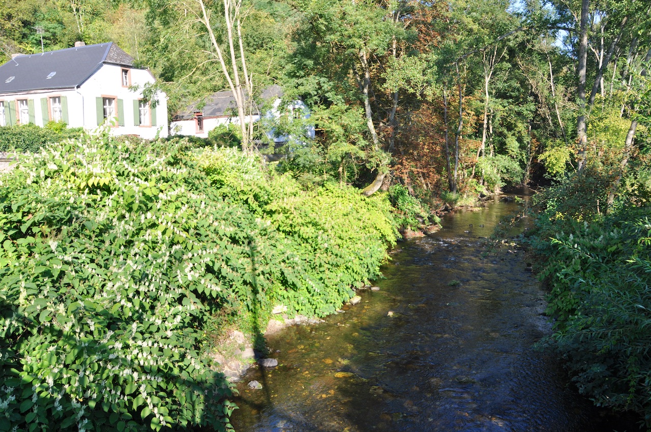 Ruwer-Route (Saar-Hunsrück-Steig) | GPS Wanderatlas