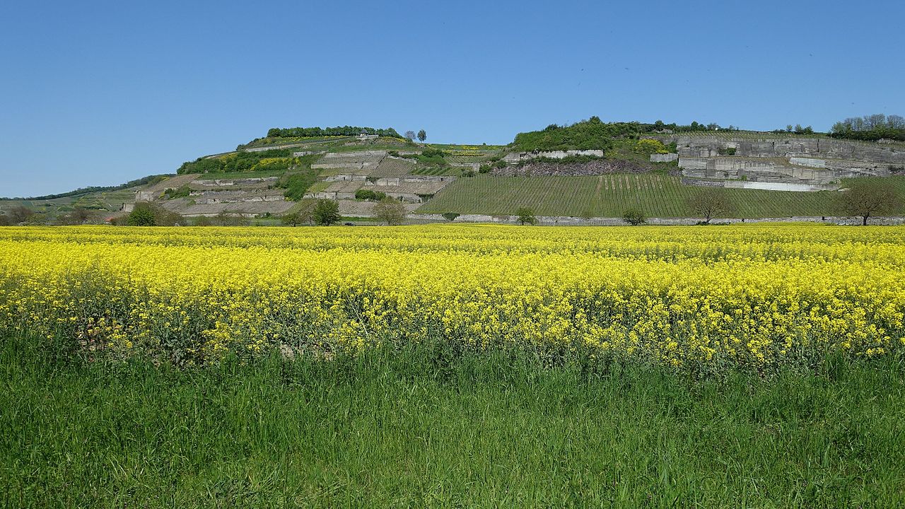 Panoramaweg Ihringen (Kaiserstuhl) | GPS Wanderatlas