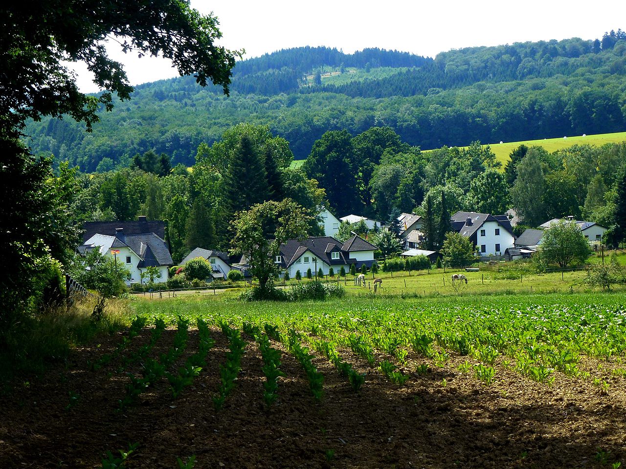 Meschede-Enste Rundwanderung | GPS Wanderatlas