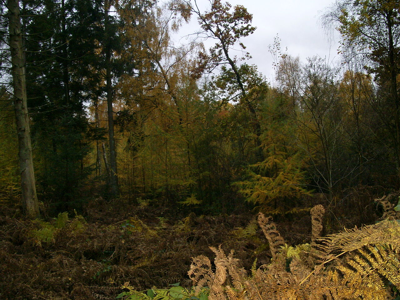Glücksburg-Runde in den Tremmeruper Wald zum Roikier See | GPS Wanderatlas