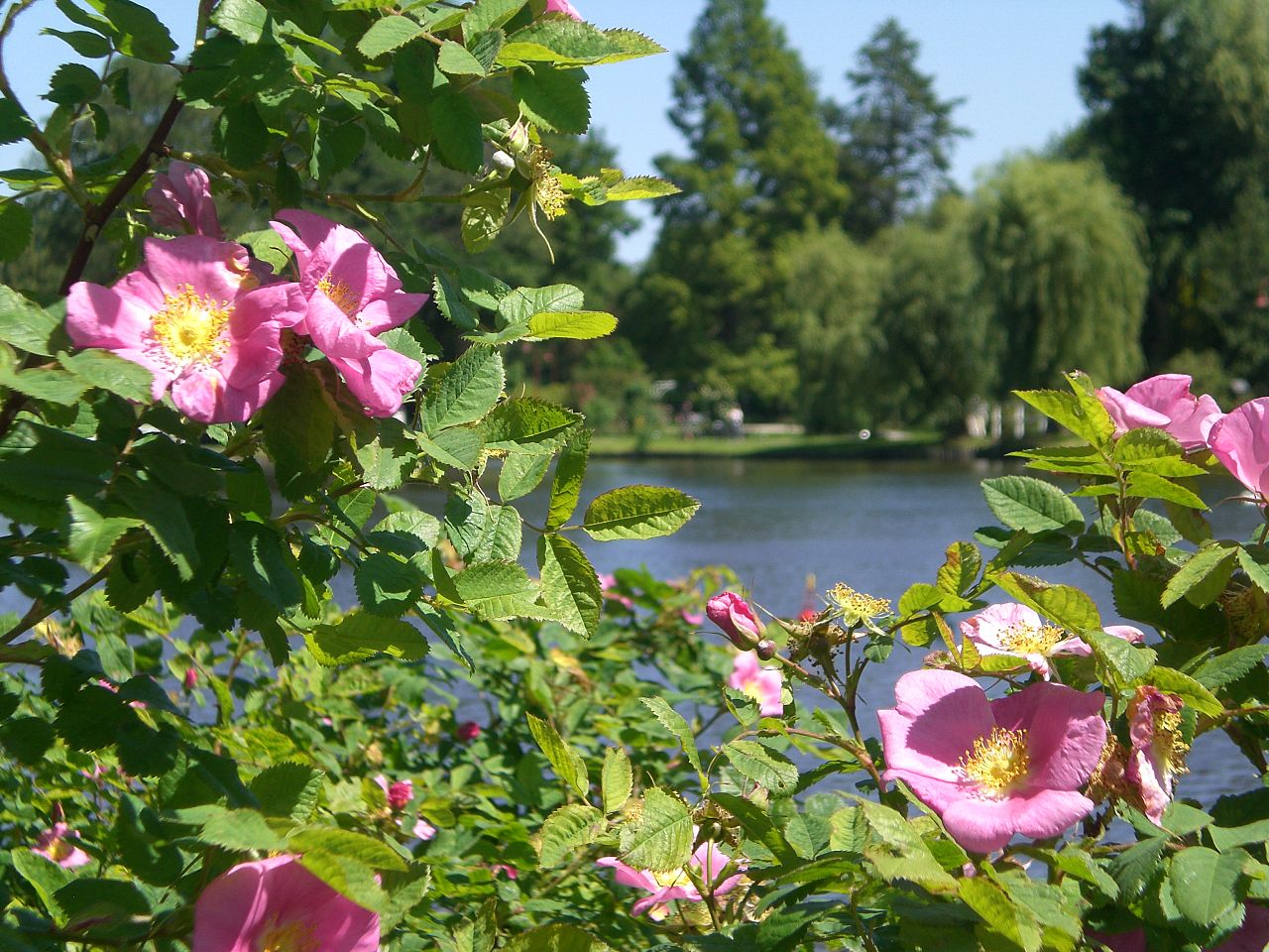 Uetersen: Rund gang durch die Rosen- und Hochzeitsstadt an der Pinnau ...