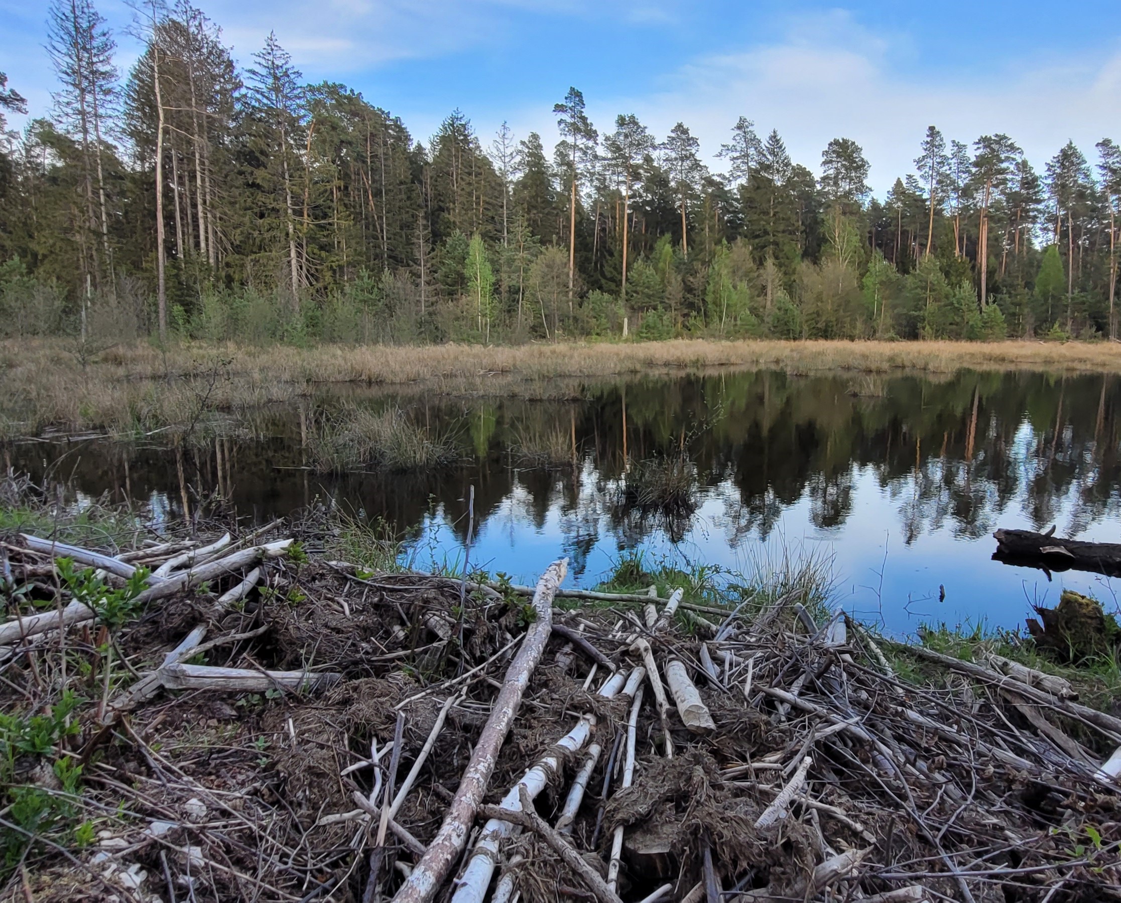 Gründlacher Moor und Franz-Köhl-Turm (Tennenloher Forst) | GPS Wanderatlas