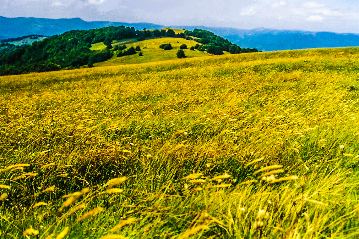 Rundwanderung am Vulkanwald von Wegscheid | GPS Wanderatlas