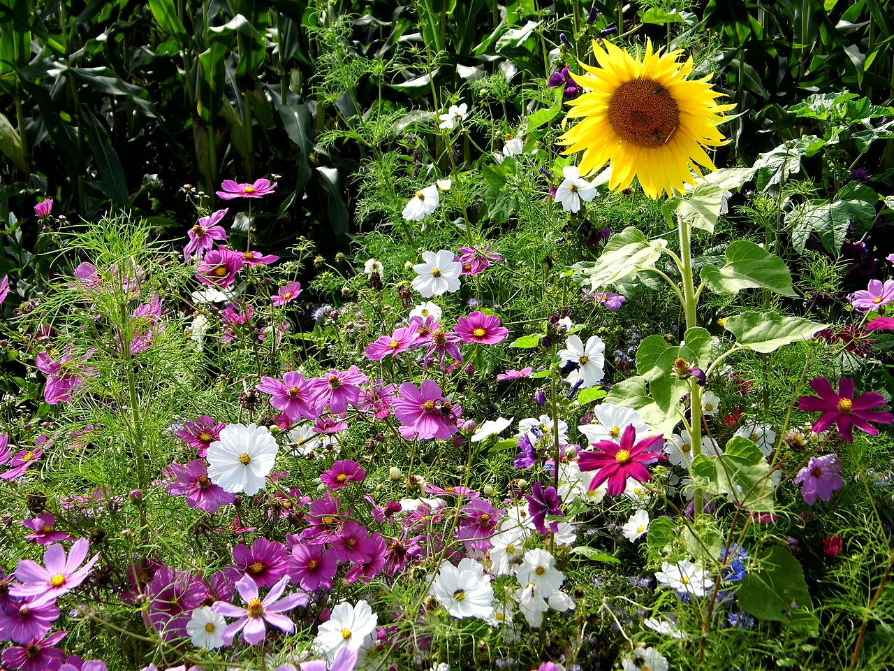 Rund um Zorneding | GPS Wanderatlas