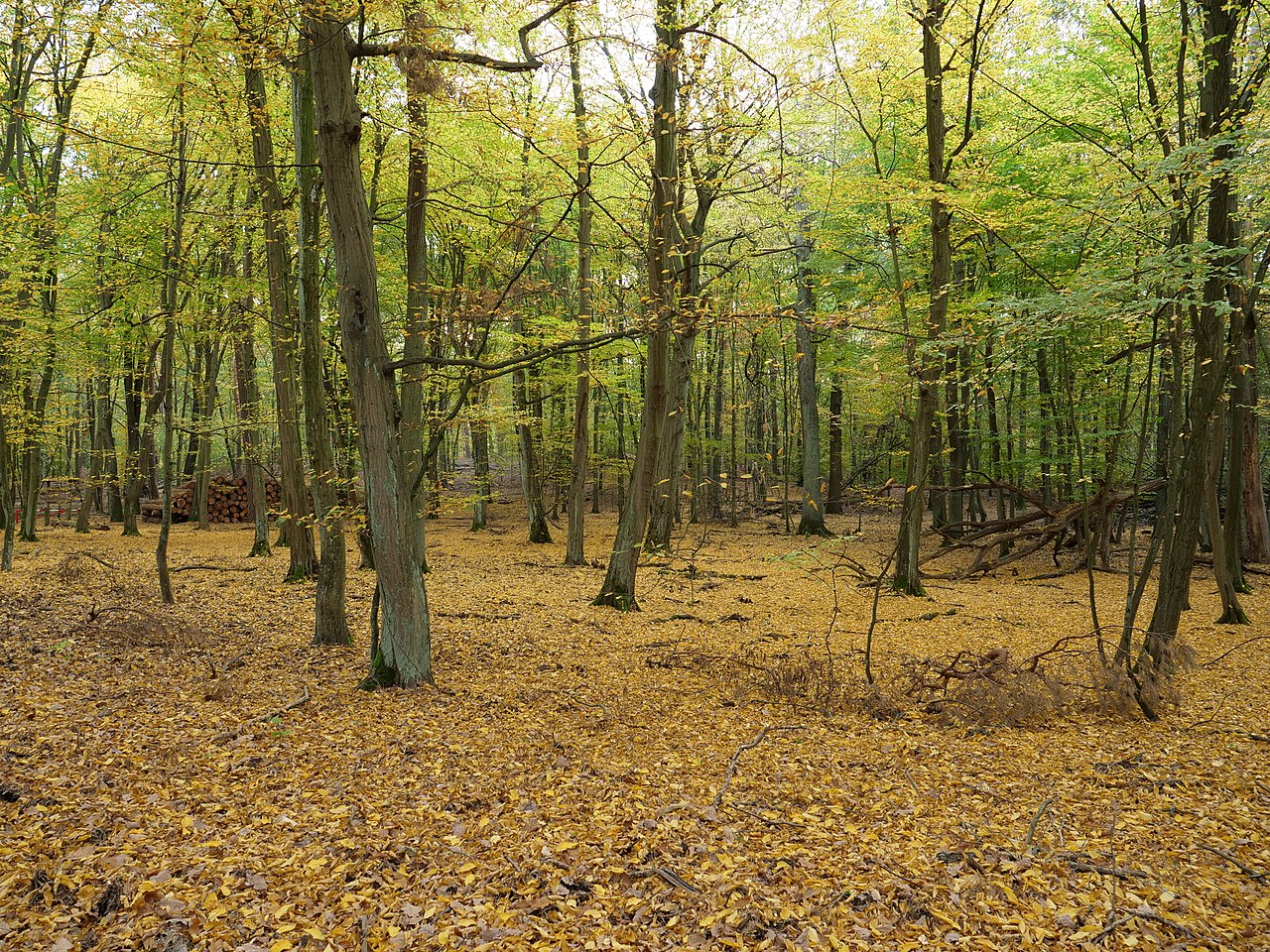 Spandauer Forst Rundwanderung | GPS Wanderatlas