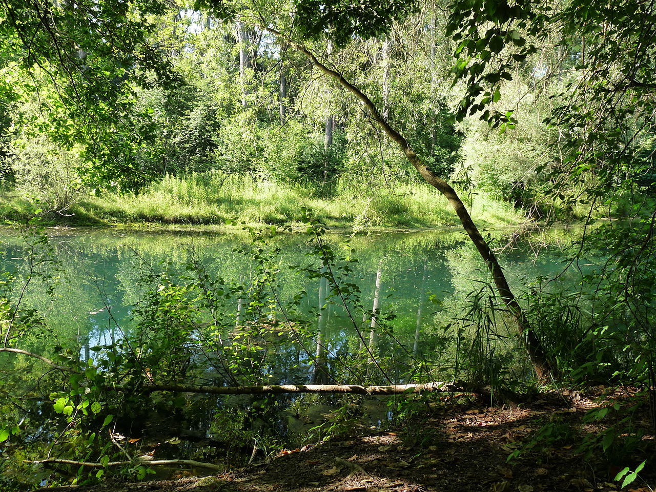 Wanderung durch die Wälder von Robertsau und Wantzenau (Petit Ried ...