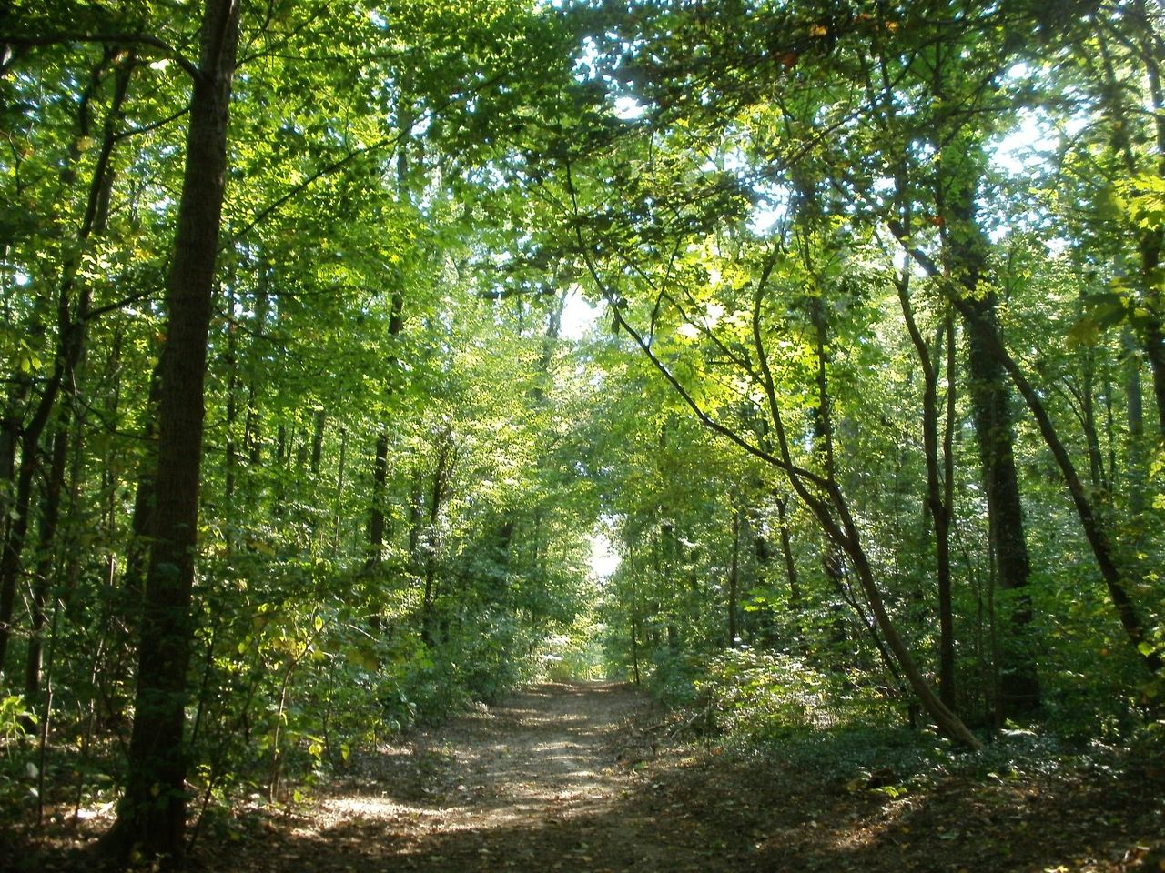 Schwetzinger Hardt Wanderung | GPS Wanderatlas