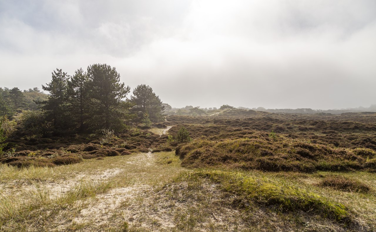 Strand und Dünen von Midsland Terschelling | GPS Wanderatlas