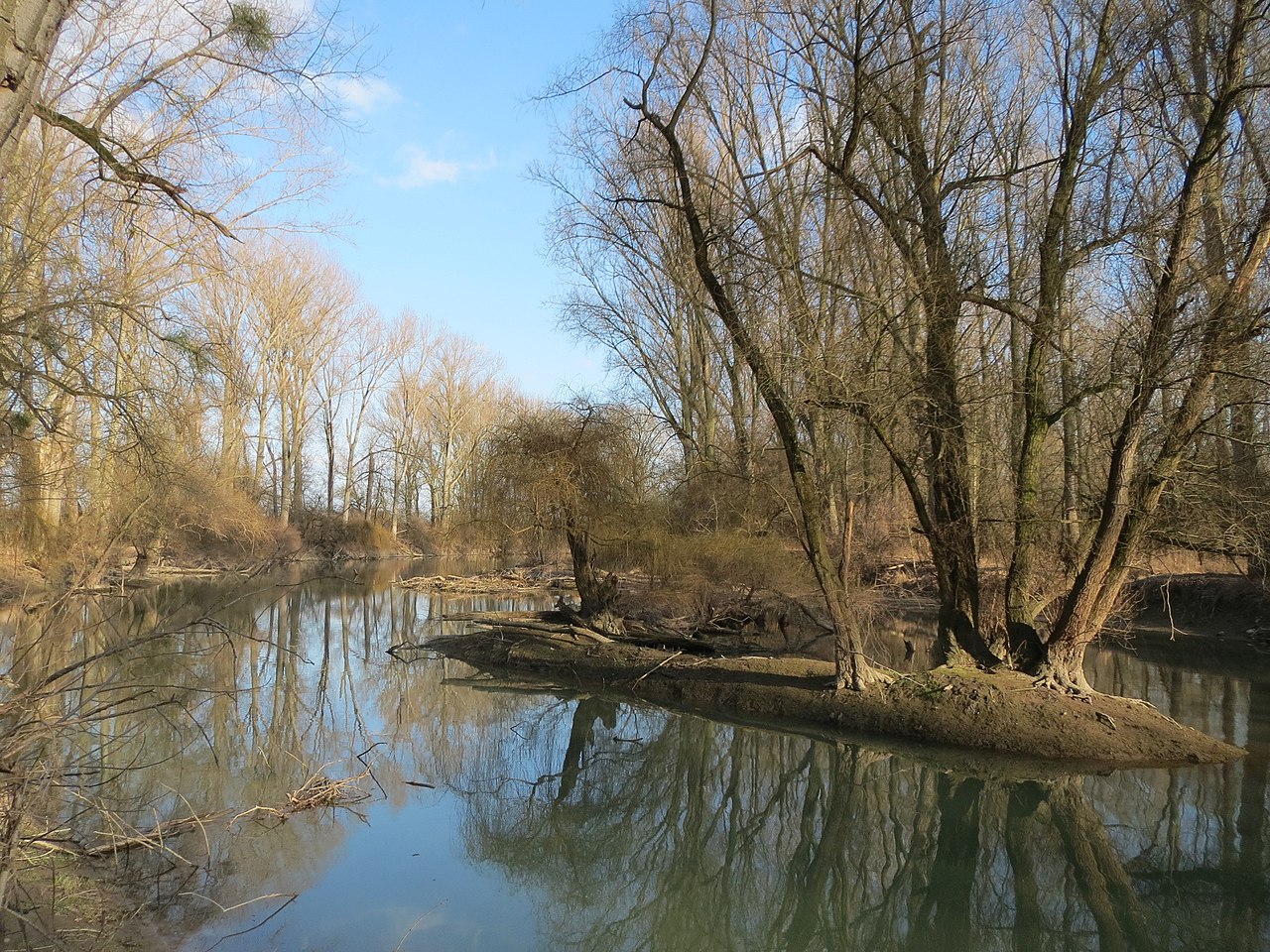 Rheinauen und Rheinwald bei Altlußheim und Oberhausen-Rheinhausen | GPS ...