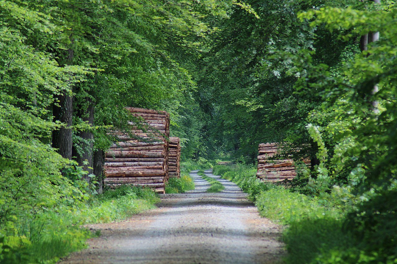 Liesner Wald Runde | GPS Wanderatlas