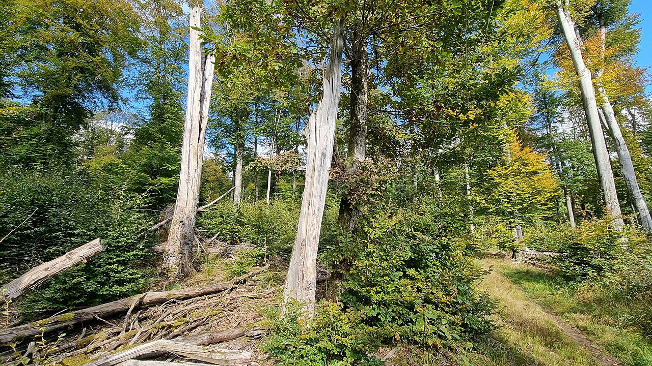 Wanderung von Koerich in den Härebësch | GPS Wanderatlas