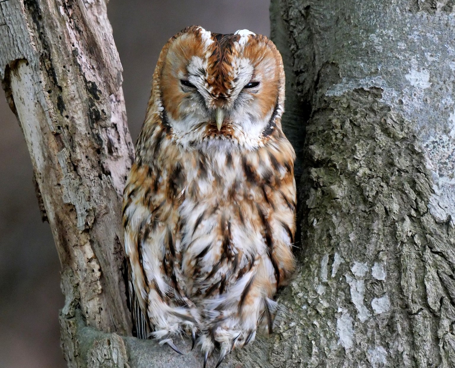 Wanderung im Dürnbucher Forst | GPS Wanderatlas