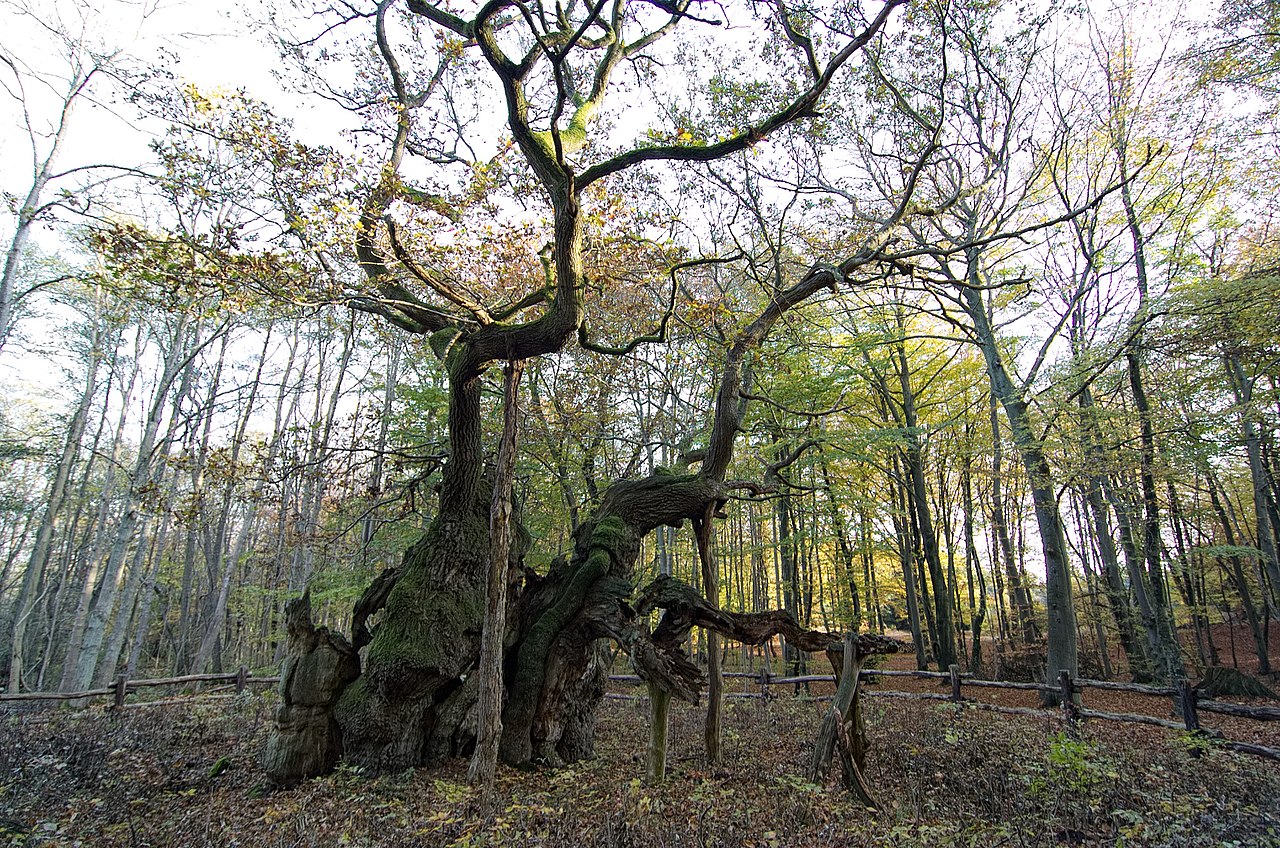 Waldwanderung durchs Jægerspris Nordskov zur Kongeegen | GPS Wanderatlas