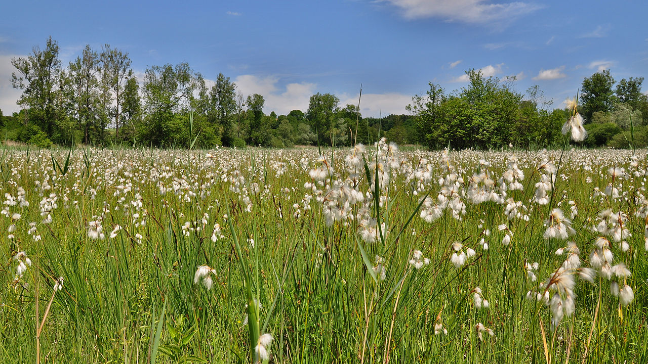Oberteuringen-Ailingen Rundwanderung (mit Altweiherwiese und Rotachtal ...