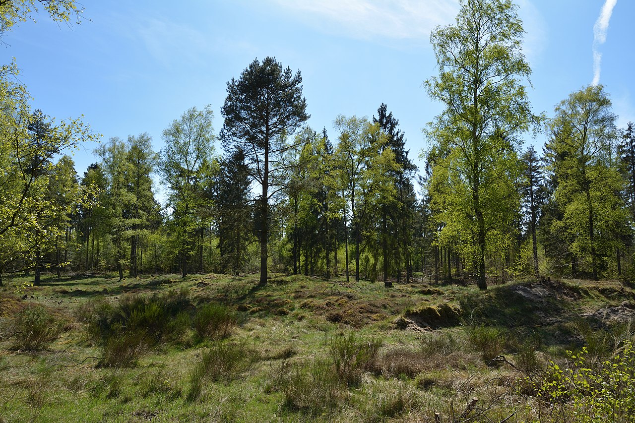 Wanderung durch die Wittenborner Heide | GPS Wanderatlas