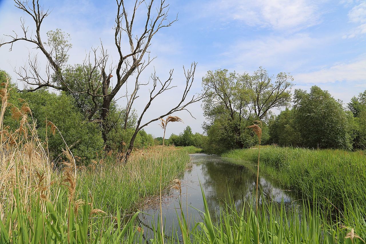 In die Spreeauen bei Dissen | GPS Wanderatlas