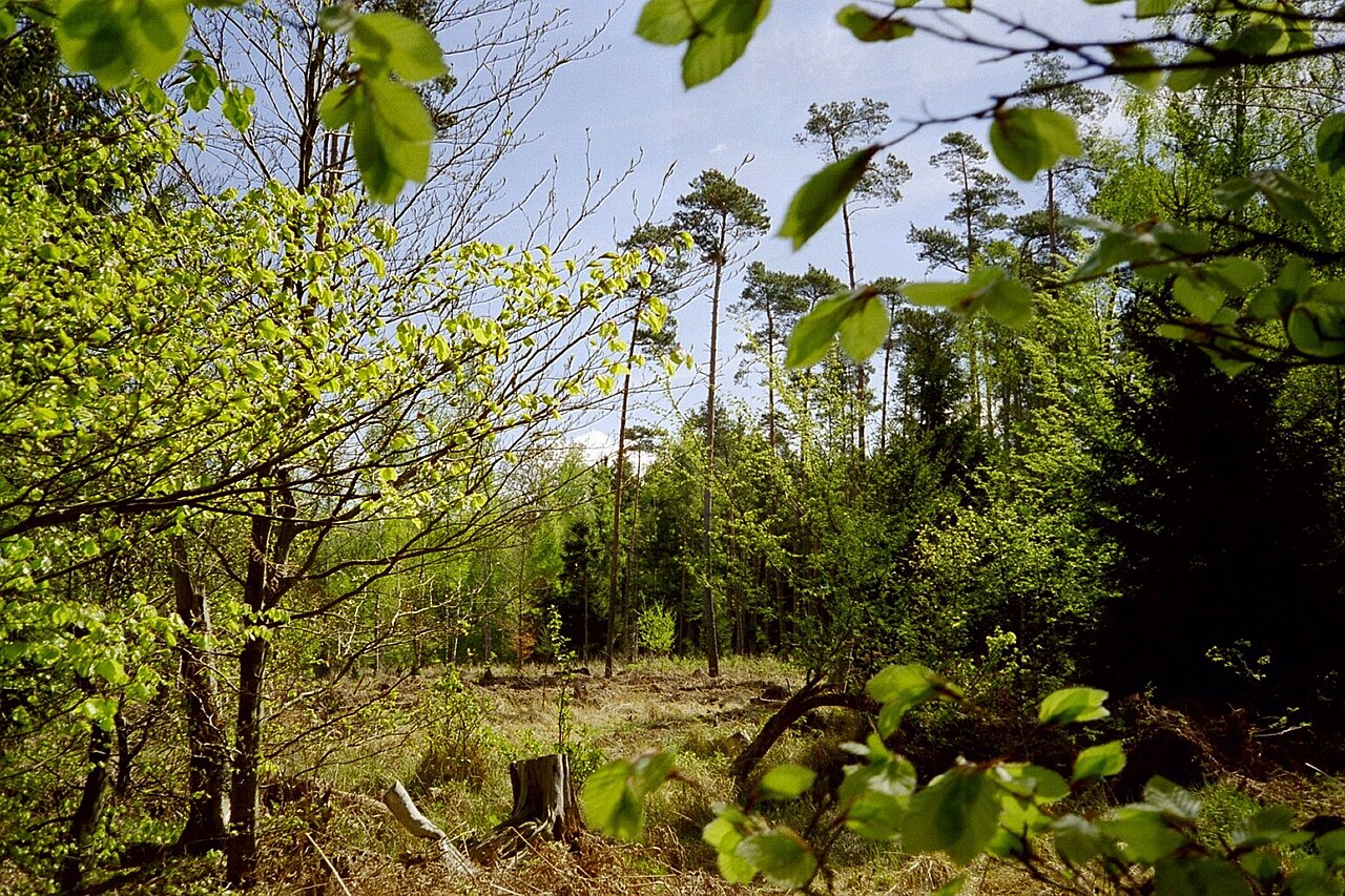 Strand, Moor und Wald bei Graal-Müritz | GPS Wanderatlas